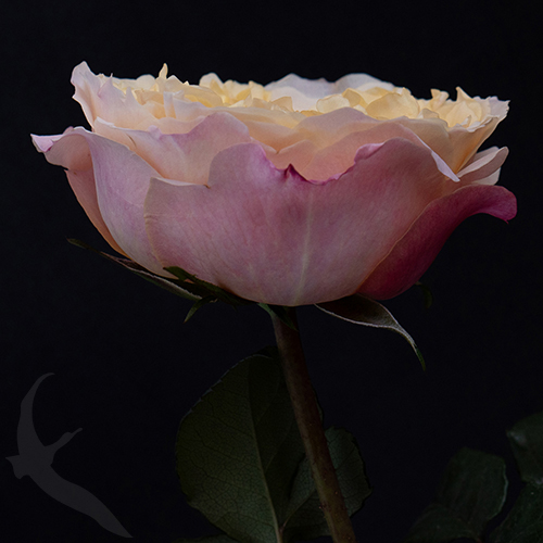 EDITH | Fresh-o-Fair