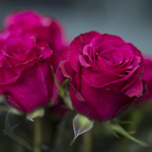 ROSEBERRY | Fresh-o-Fair