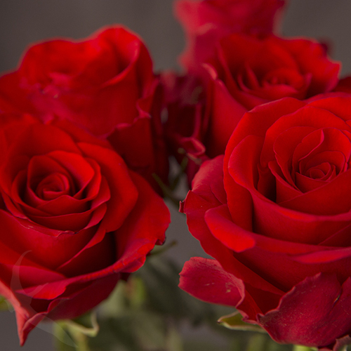 ROYAL EXPLORER | Fresh-o-Fair