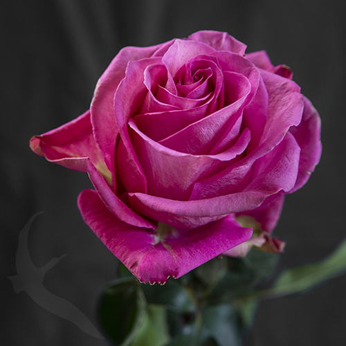 SWEET MEMORY | Fresh-o-Fair