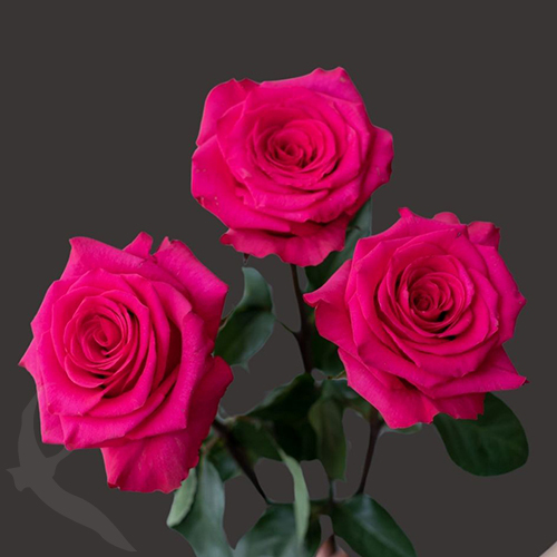 VIPINK | Fresh-o-Fair