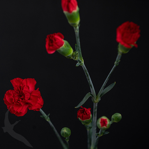SPRAY CARNATION ARAGON | Fresh-o-Fair