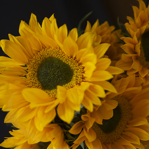 SUNFLOWER VINCENT FRESH | Fresh-o-Fair