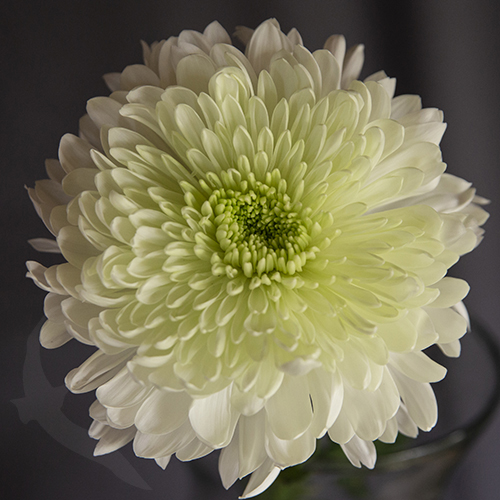 SPIDER MUMS SUPER MAGNUM | Fresh-o-Fair