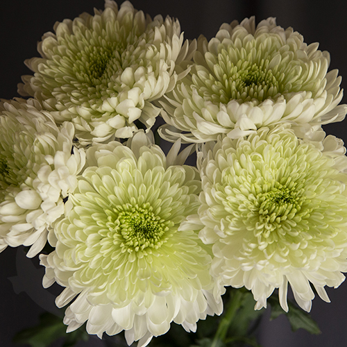 SPIDER MUMS SUPER MAGNUM | Fresh-o-Fair