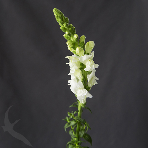 SNAPDRAGON WHITE | Fresh-o-Fair
