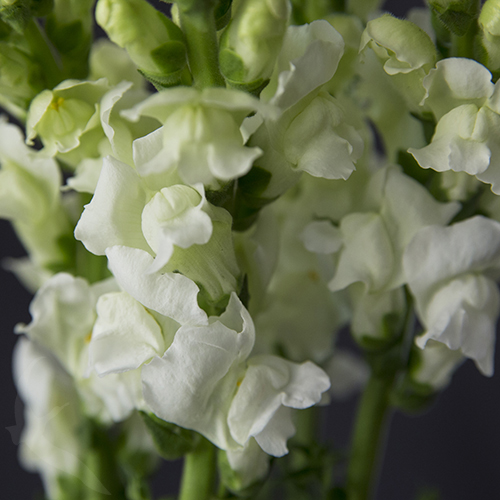 SNAPDRAGON WHITE | Fresh-o-Fair