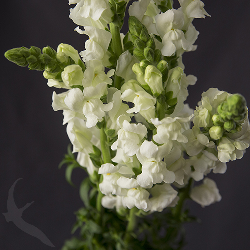 SNAPDRAGON WHITE | Fresh-o-Fair