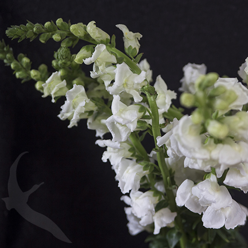 SNAPDRAGON WHITE | Fresh-o-Fair