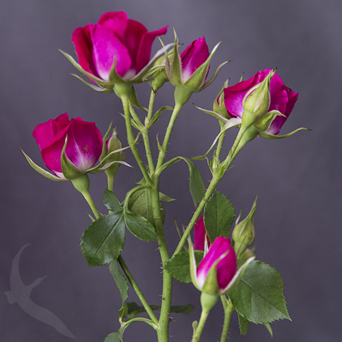 SPRAY ALICIA | Fresh-o-Fair