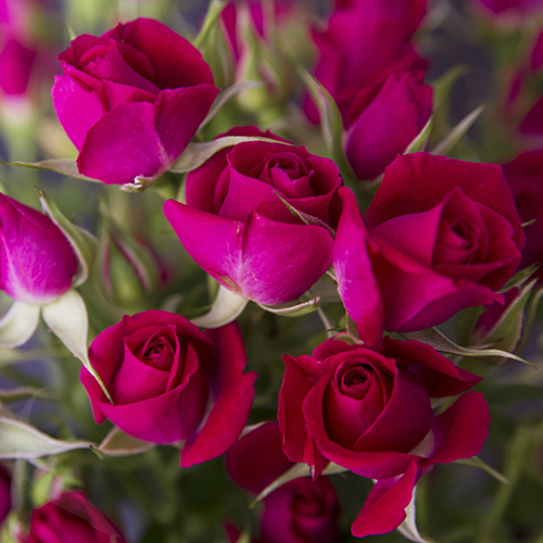 SPRAY ALICIA | Fresh-o-Fair