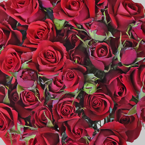 SPRAY SCARLET MINI | Fresh-o-Fair