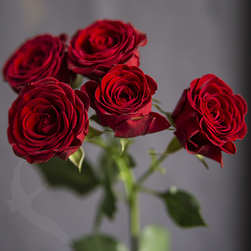 SPRAY VERONA | Fresh-o-Fair