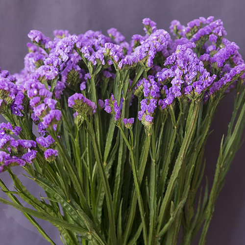 STATICE BLUE | Fresh-o-Fair