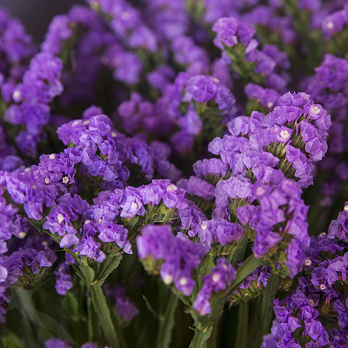 STATICE BLUE | Fresh-o-Fair