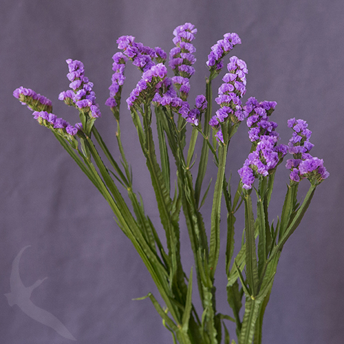 STATICE BLUE | Fresh-o-Fair