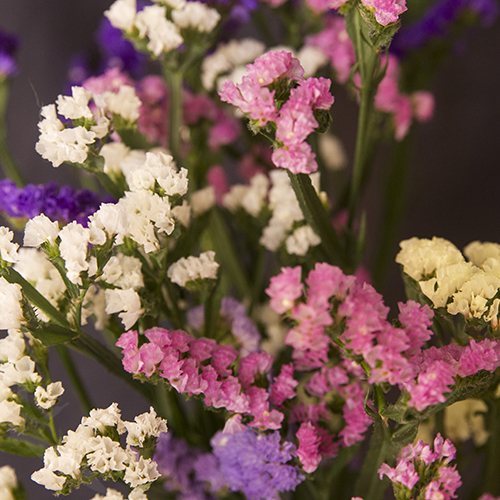 STATICE MIX | Fresh-o-Fair