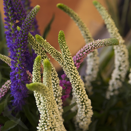 VERONICA MIX | Fresh-o-Fair