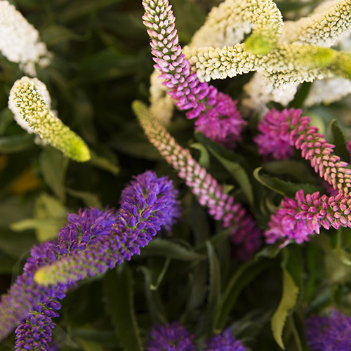 VERONICA MIX | Fresh-o-Fair