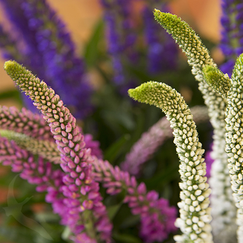 VERONICA MIX | Fresh-o-Fair